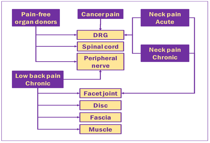 NIH Funds a Project on the Mechanisms of Human Pain - UW Anesthesiology ...